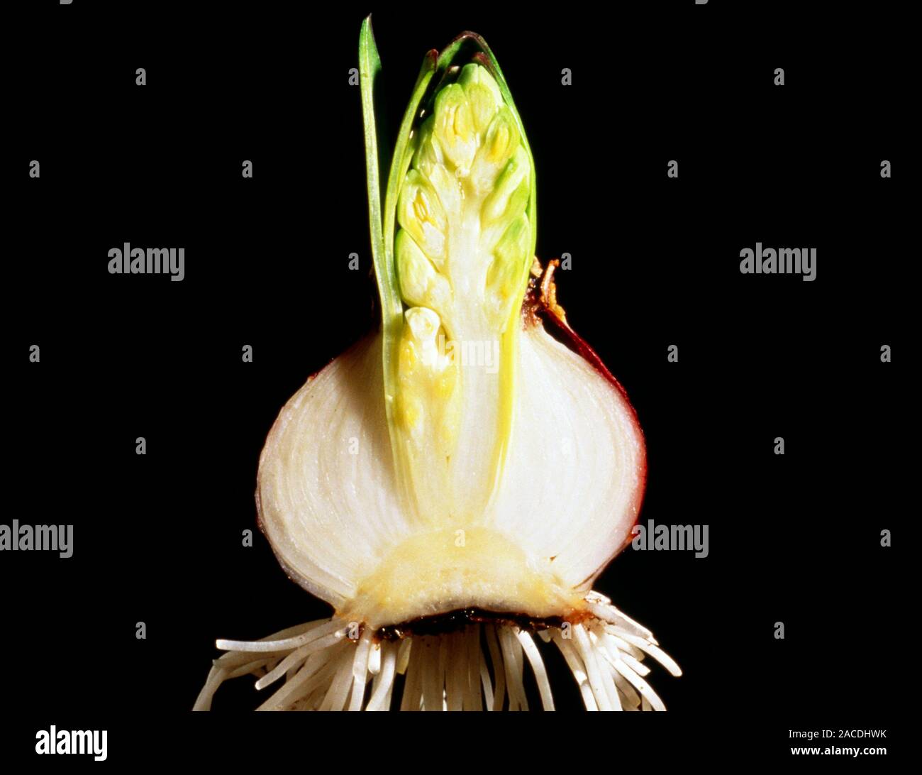 Section through a sprouting hyacinth bulb (Hyacinthus orientalis). A ...