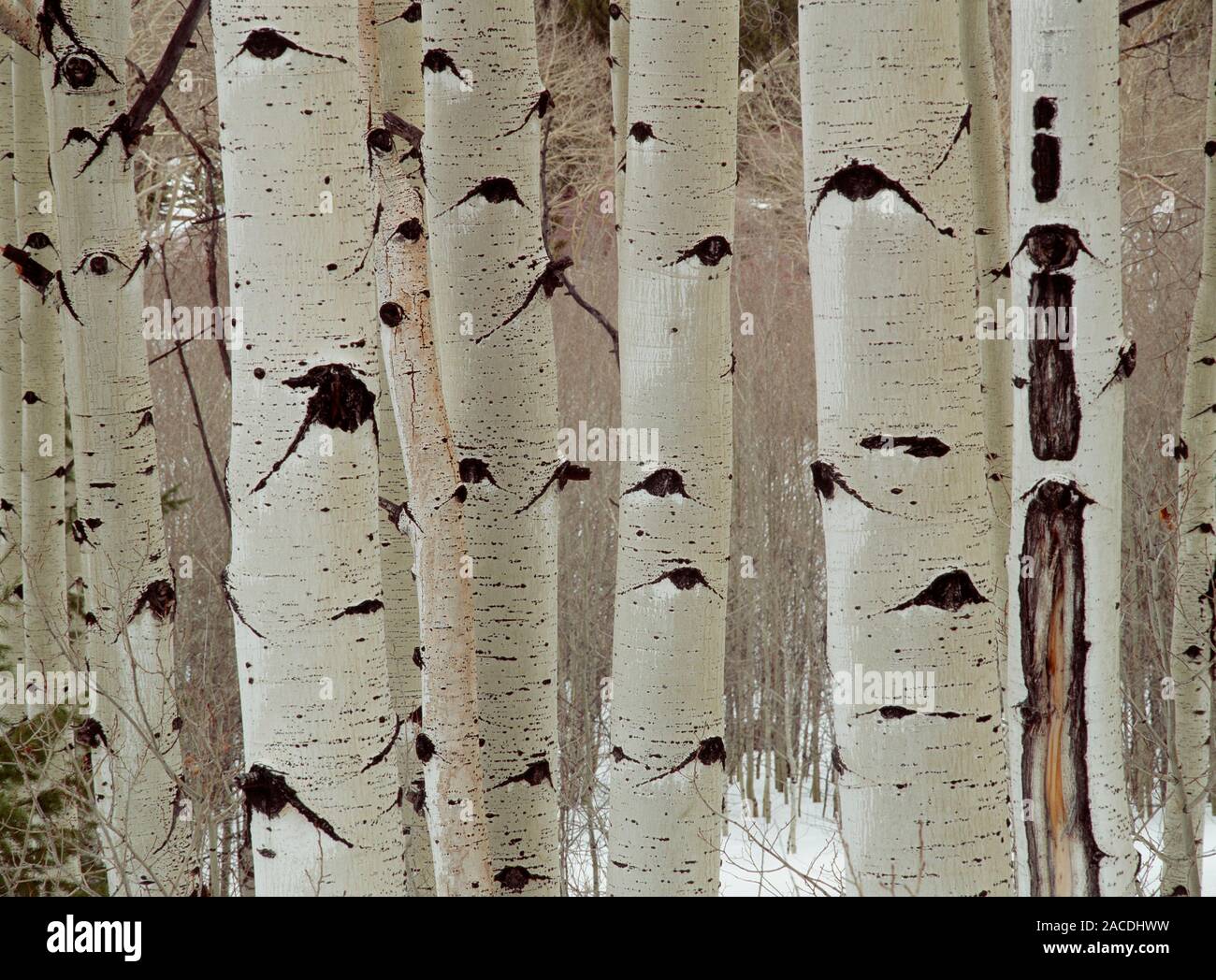 Trunks of White Poplar. A forest scene showing the distinctive pale ...