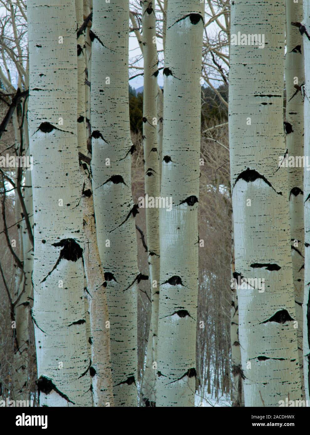 Trunks of White Poplar. A forest scene showing the distinctive pale ...