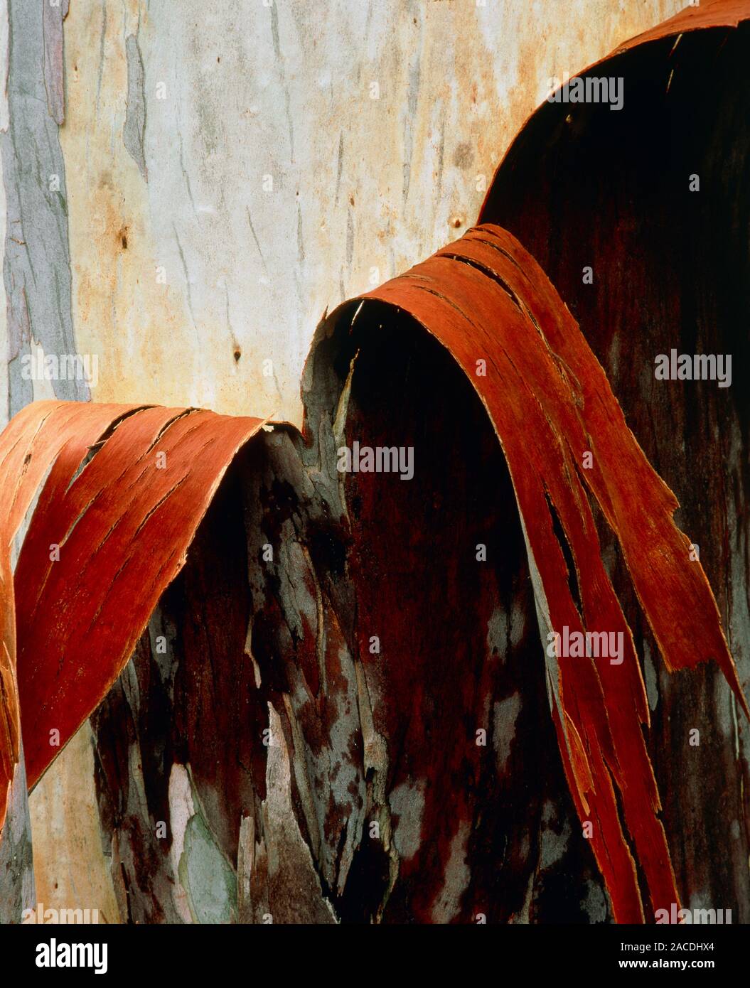 Eucalyptus bark. Naturally peeling bark on the trunk of a stringybark ...