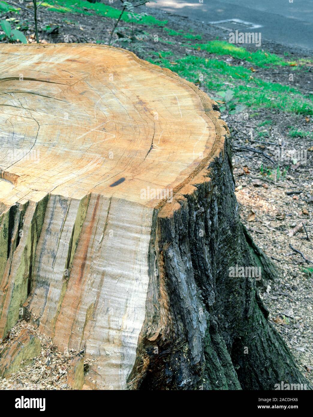 Tree stump. Cross section of a tree stump showing the circular bands of ...