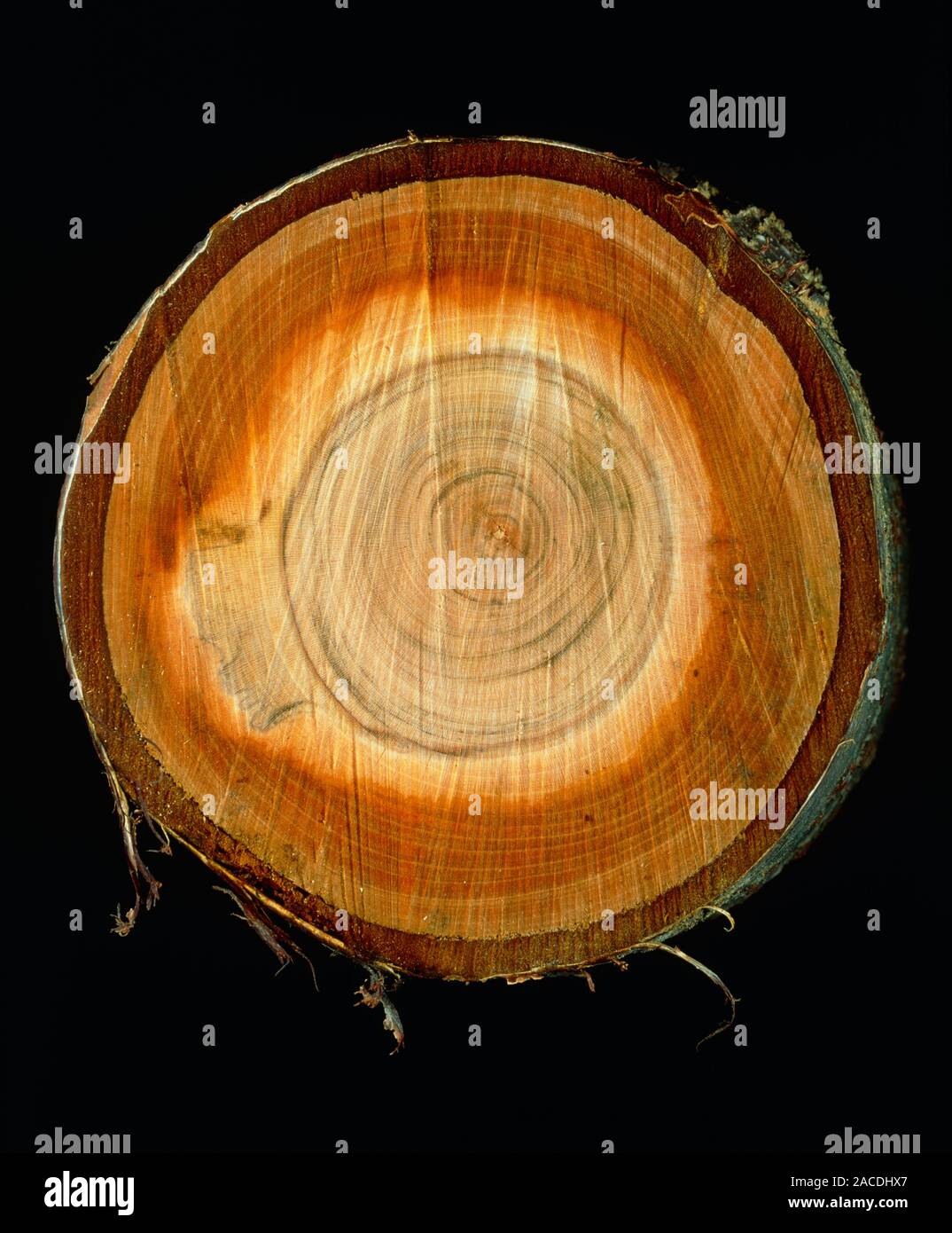 Cherry tree. Cross-section through the trunk of a cherry tree (Prunus ...