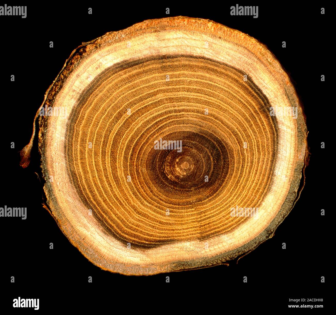 Tree growth rings. Cross-section through the trunk of a Laburnum sp ...