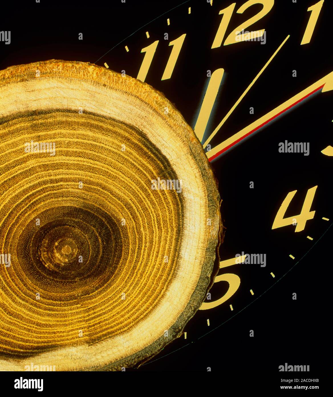 Tree growth rings and clock face. Composite image of a clock face ...