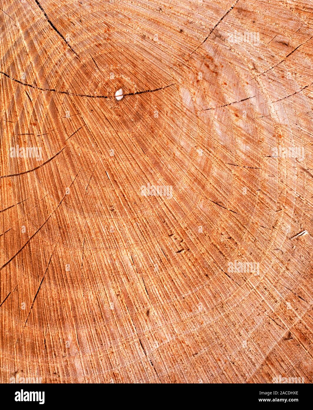 Tree growth rings. Cross-section of a tree trunk showing the circular ...