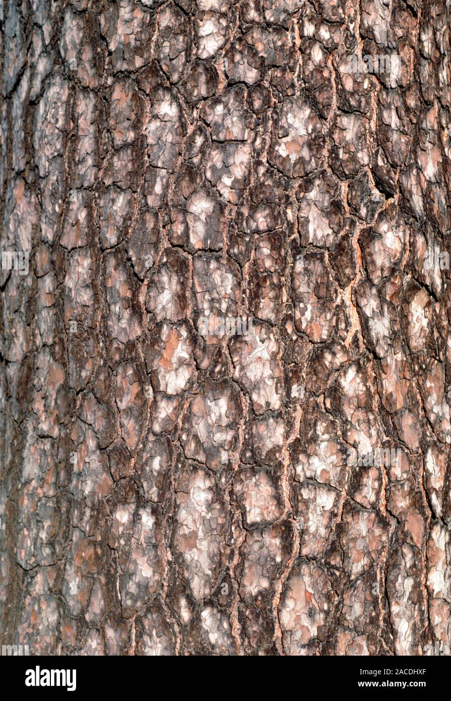 Scots pine bark. Close-up of the bark of the Scots pine (Pinus ...