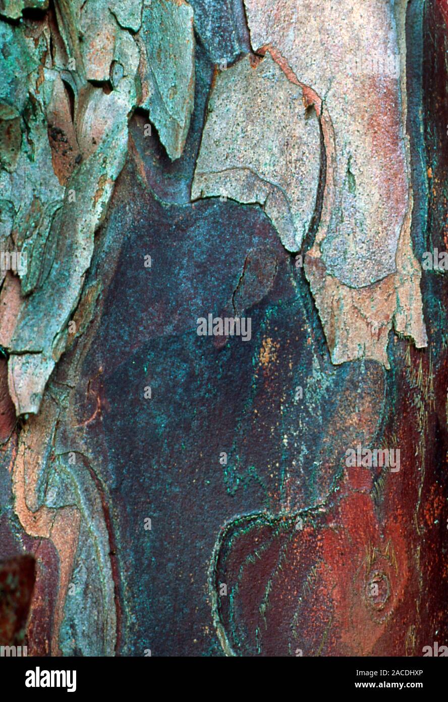 Yew tree bark. Close-up of the bark of a Pacific, or western, yew ...