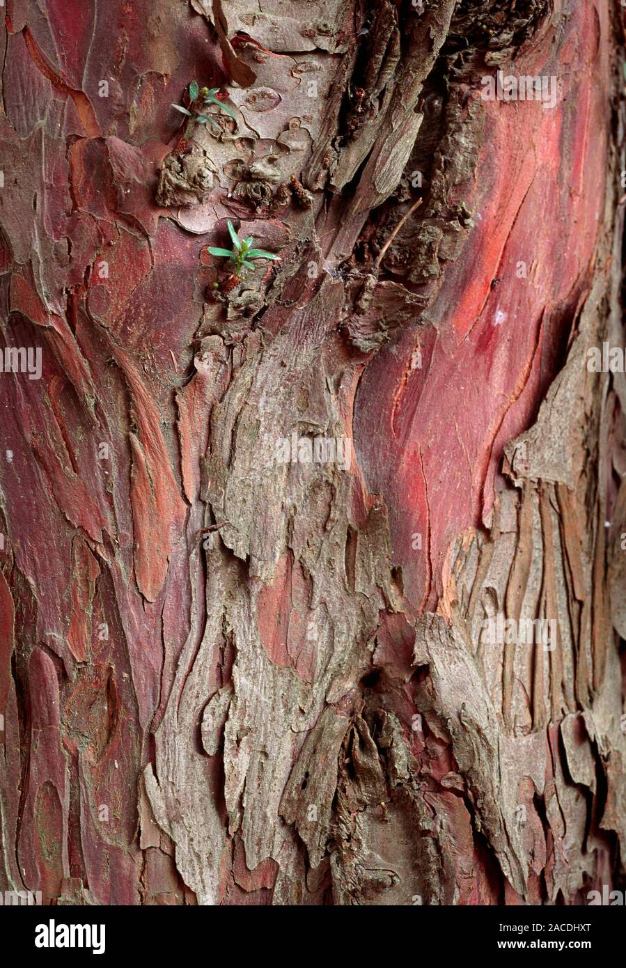 Yew tree bark. Close-up of the bark of a Pacific, or western, yew ...