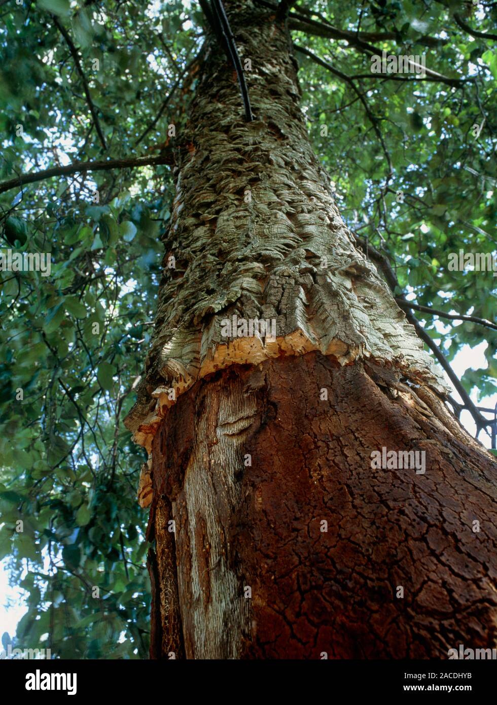 Cork oak trunk (Quercus suber) with its bark stripped. The bark of this ...