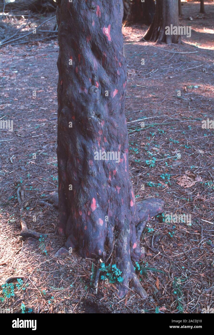 Pacific yew tree (Taxus brevifolia), the source of the anticancer drug ...