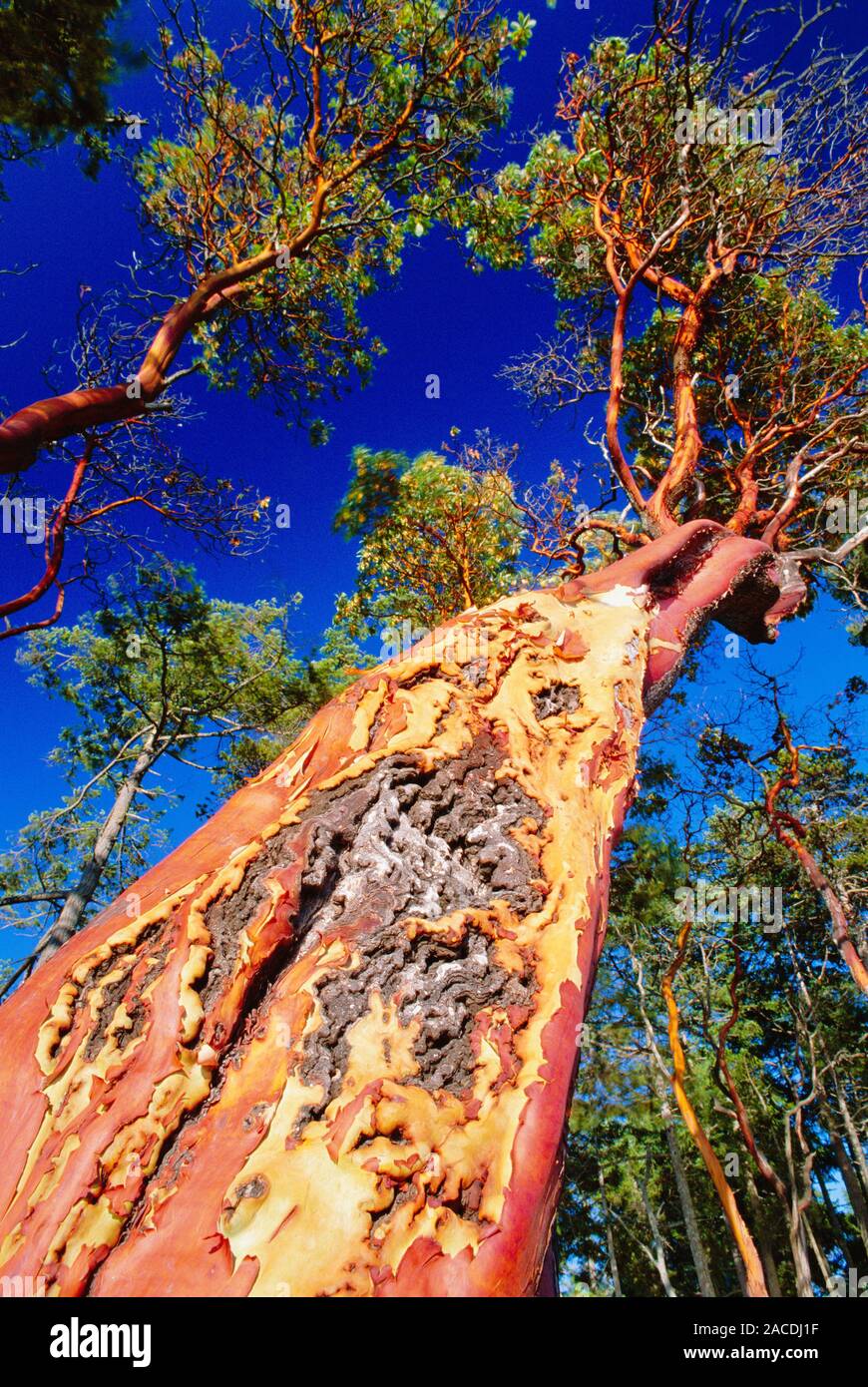 Madrone tree (Arbutus sp.). This evergreen tree, also known as the ...