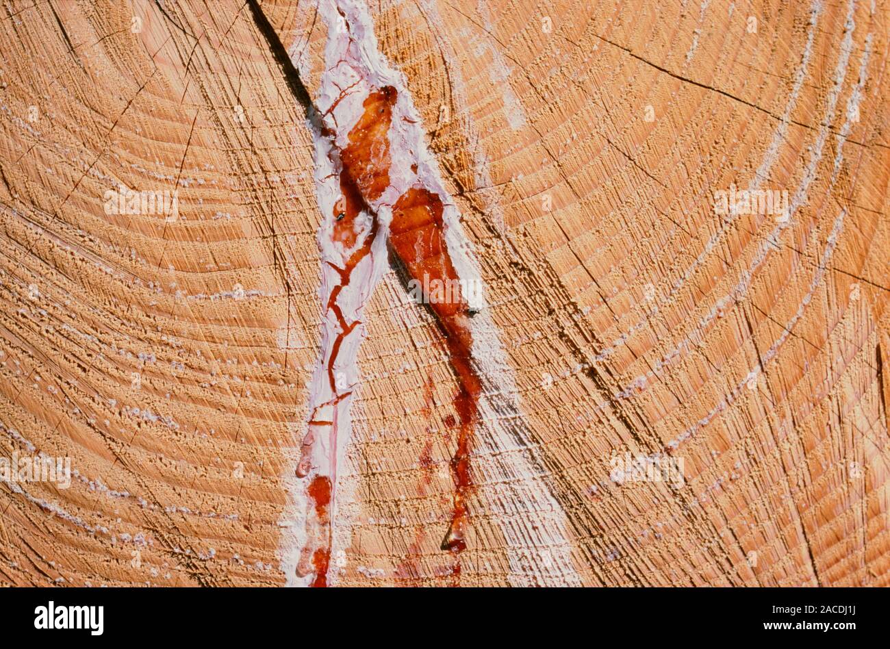 Resin oozing from wood. Cross-section of a trunk of the larch tree ...