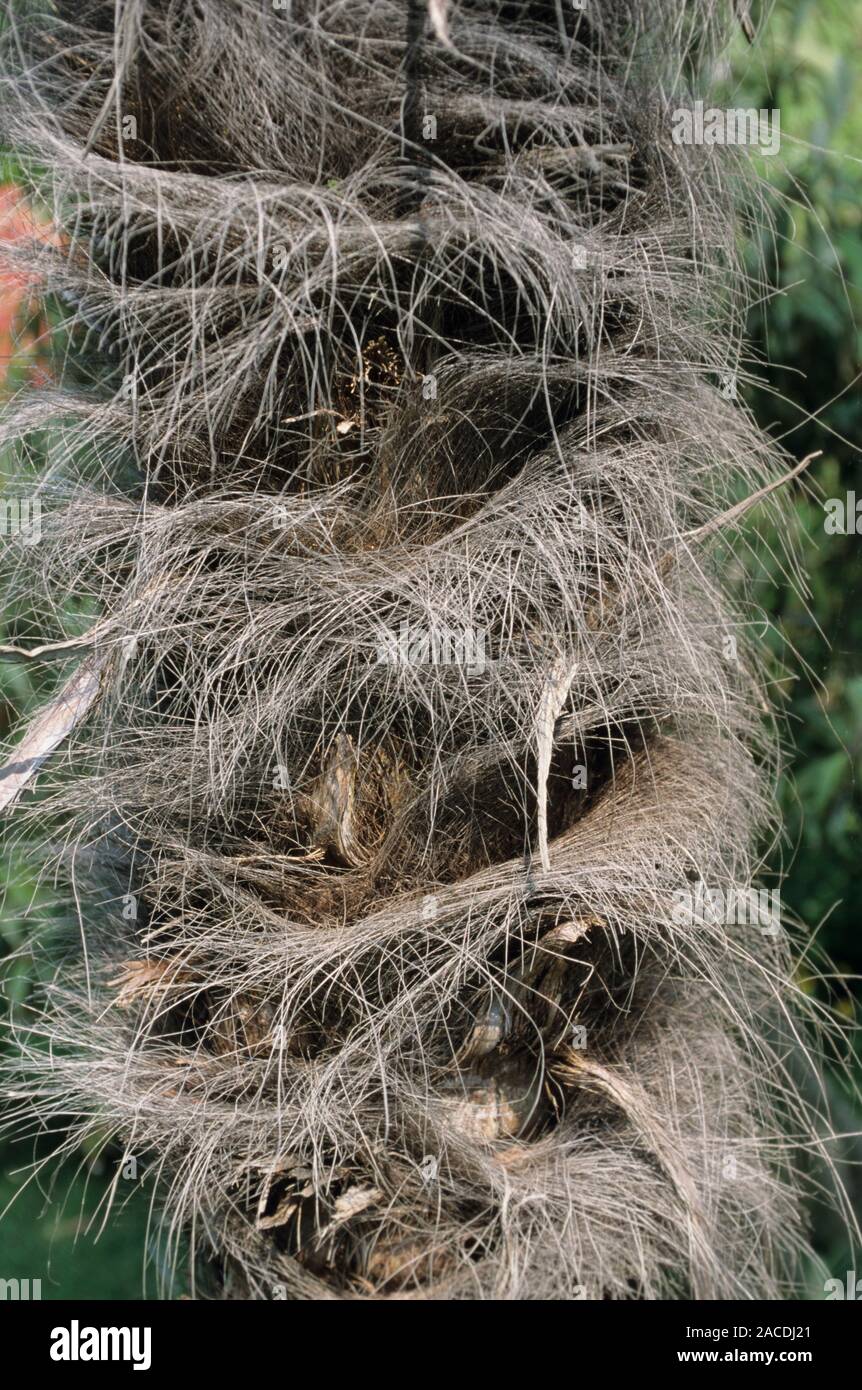 Chinese windmill palm tree (Trachycarpus fortunei) trunk Stock Photo ...
