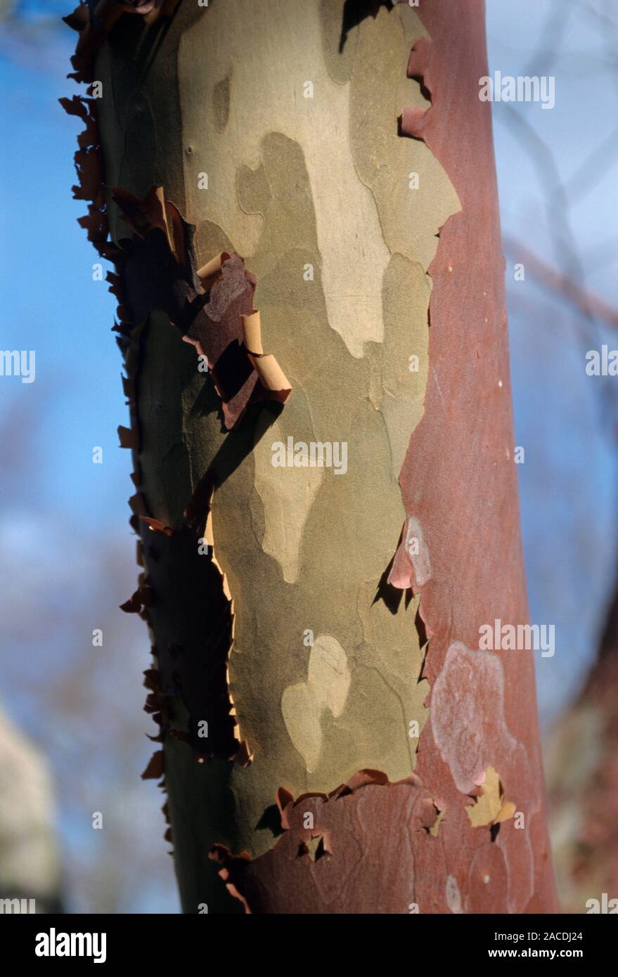 Mountain camellia tree (Stuartia sinensis) trunk Stock Photo - Alamy