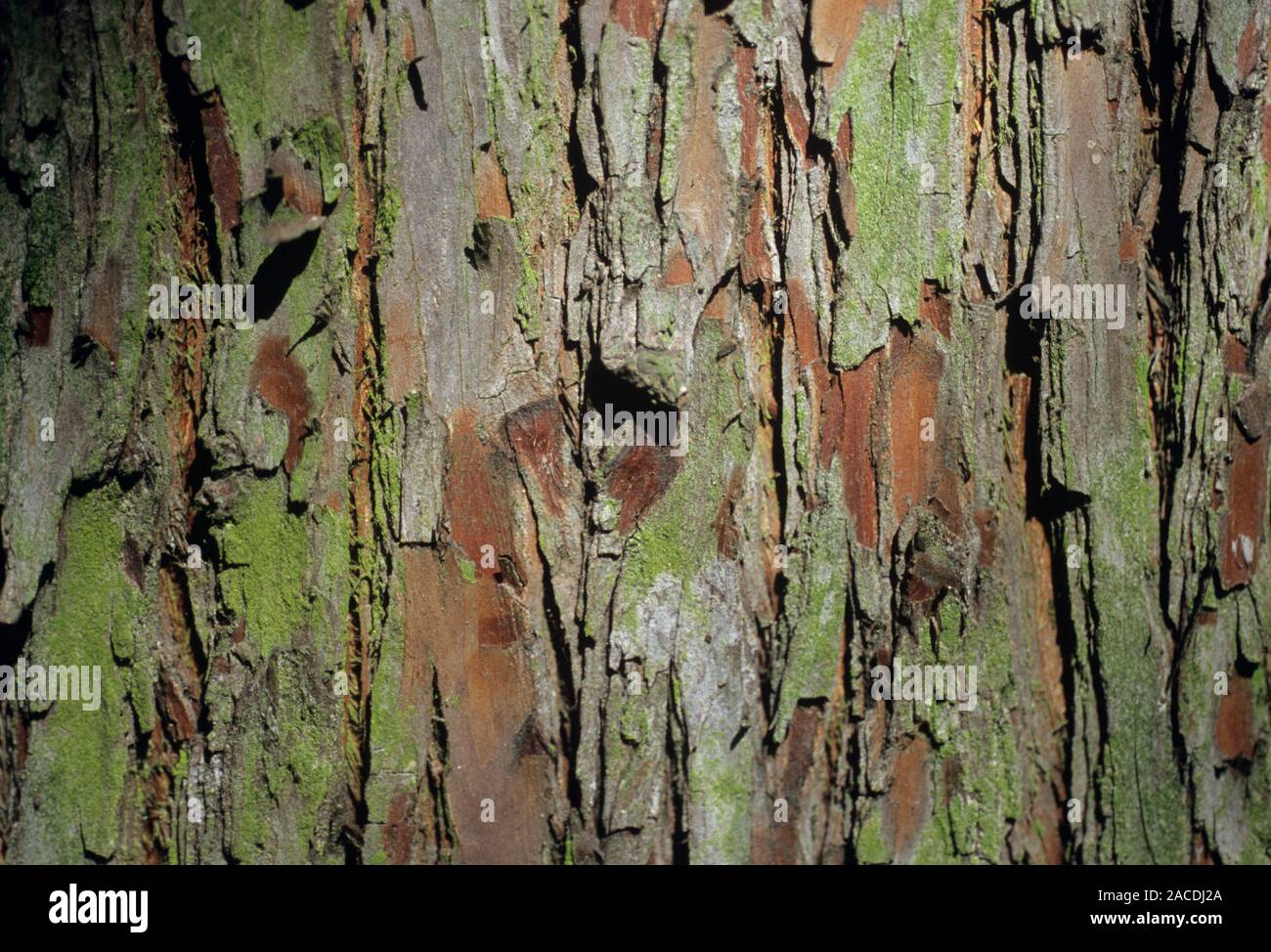 Swamp cypress tree (Taxodium distichum) bark Stock Photo - Alamy