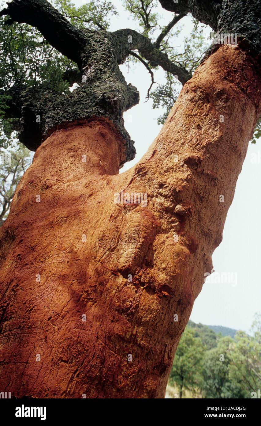 Cork oak tree (Quercus suber) with the lower bark stripped off to ...