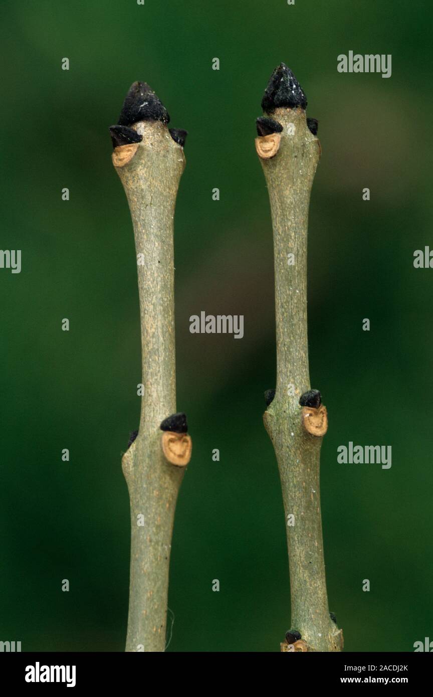 Ash tree branches (Fraxinus excelsior) in winter Stock Photo - Alamy