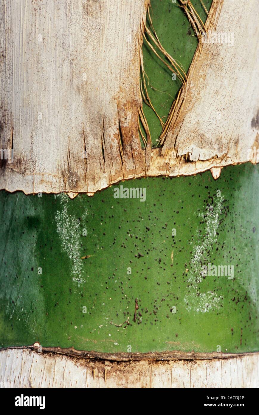 Trunk of a curly palm (Howea belmoreana). Photographed in the ...