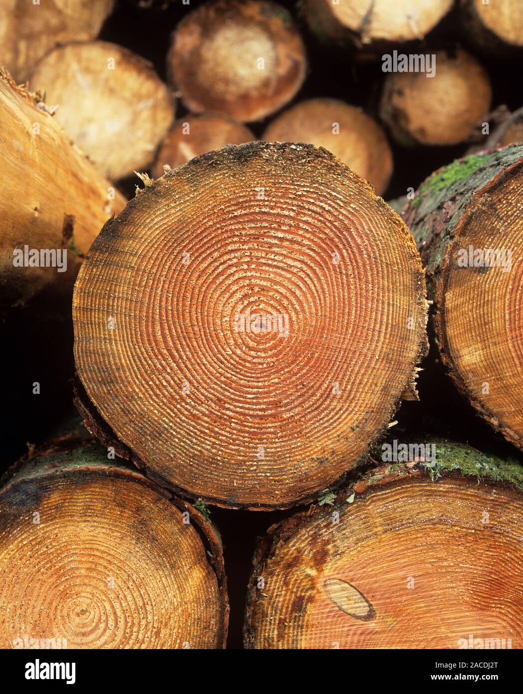 Tree growth rings Stock Photo - Alamy