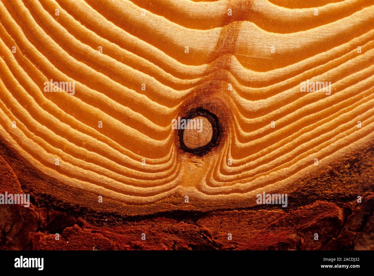 Annual growth rings. Cross-section through the trunk of a tree showing ...