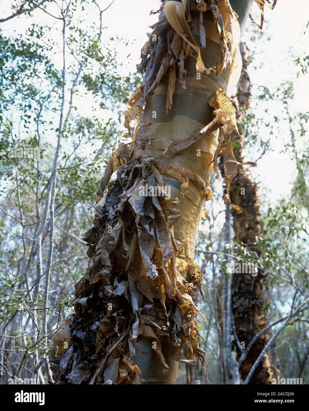 Euphorbia trunk. Peeling bark of a Euphorbia (Euphorbia sp.) tree ...