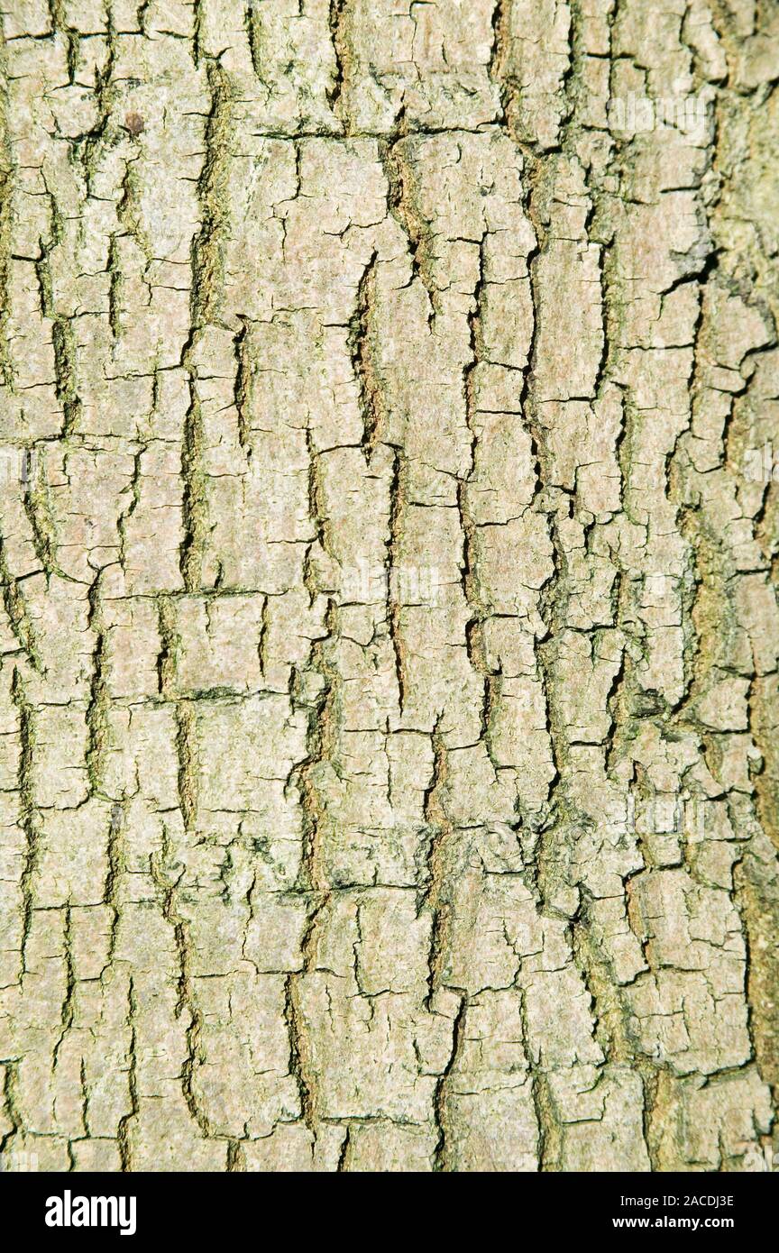 Common lime tree bark (Tilia x europaea Stock Photo - Alamy
