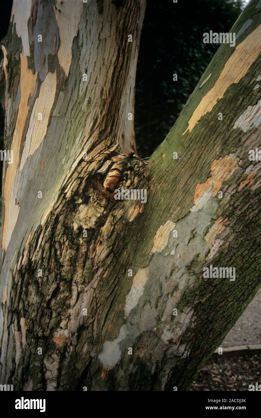 Urn gum trunk (Eucalyptus urnigera). Eucalyptus trees shed their bark ...