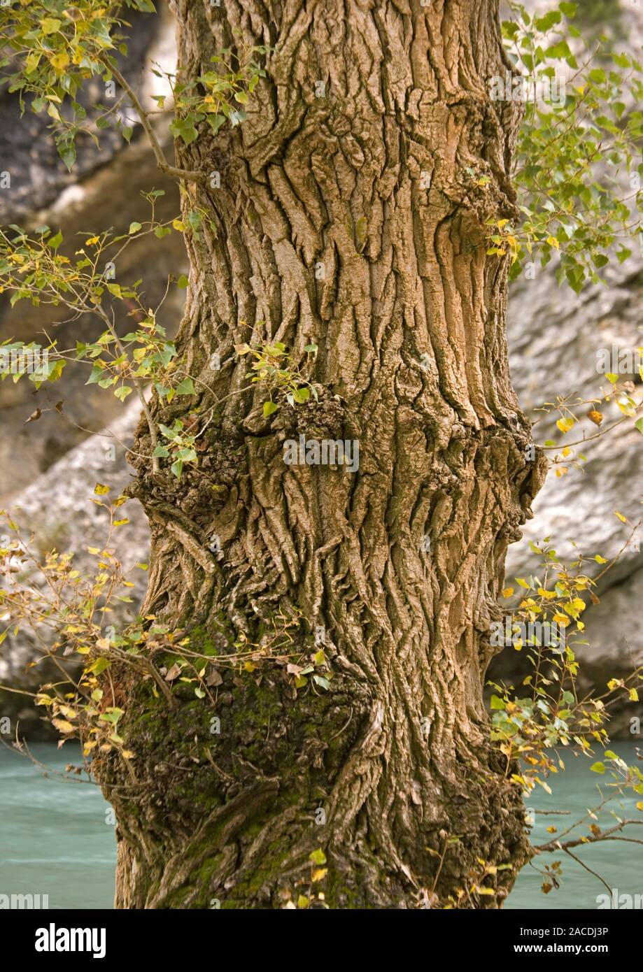 Black poplar trunk (Populus nigra). The deep fissures and bosses ...