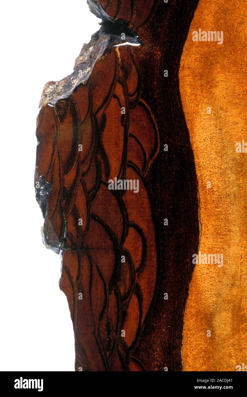 Walnut bark. Cross section through the trunk of a walnut tree (Juglans ...