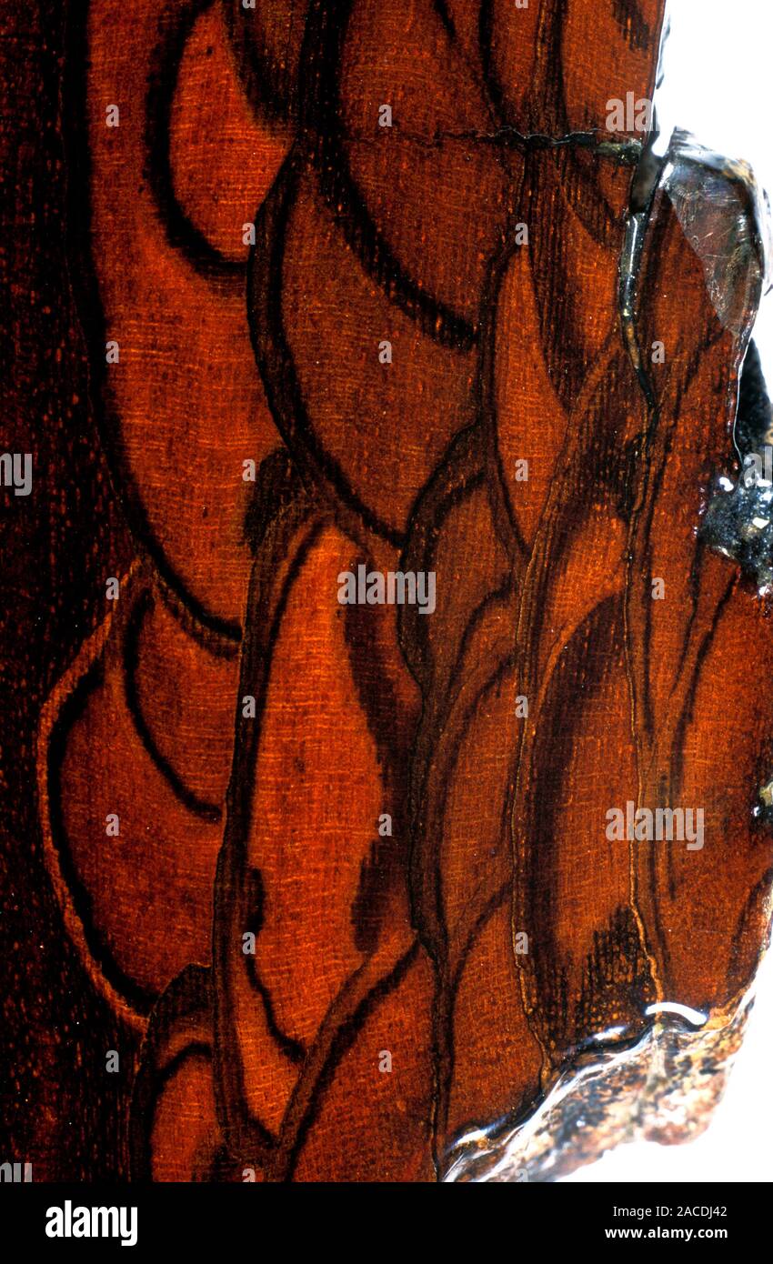 Walnut bark. Cross section through the trunk of a walnut tree (Juglans ...