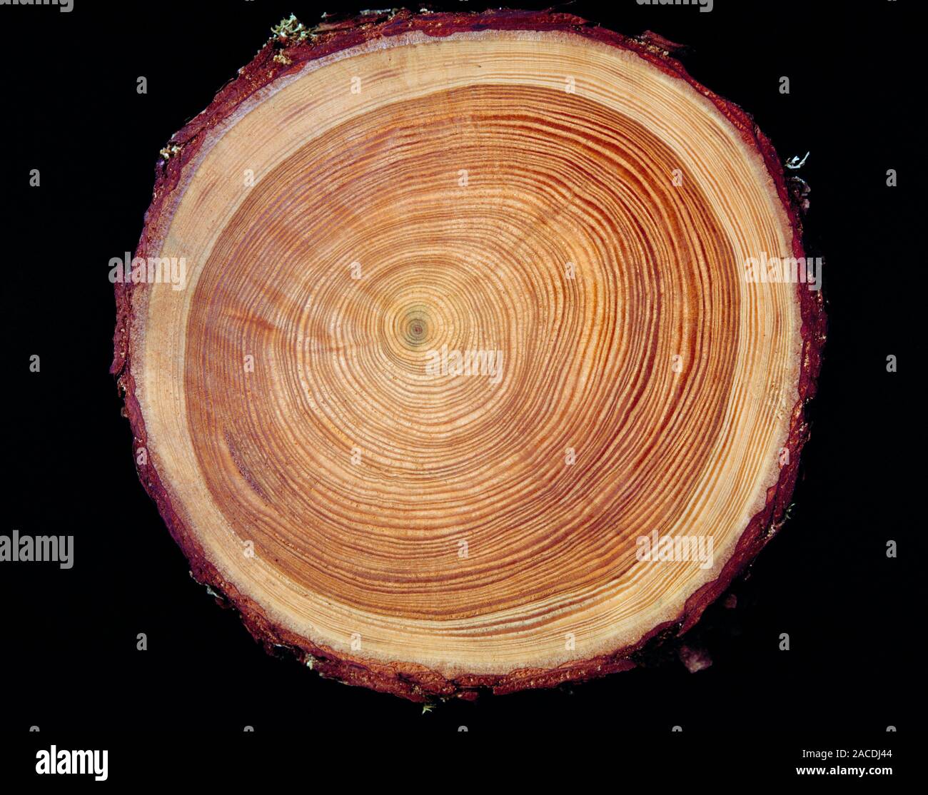 European Larch tree (Larix decidua) wood. Cross- section showing ...