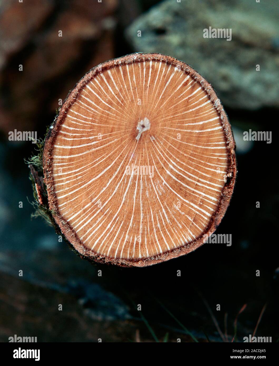 Evergreen Oak tree (Quercus ilex) wood. Cross- section showing ...