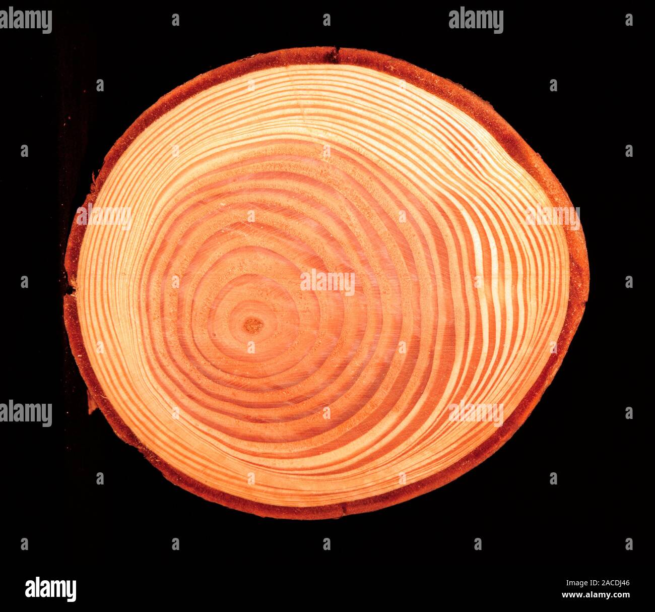 Growth rings. Cross-section of the trunk of a European larch tree ...