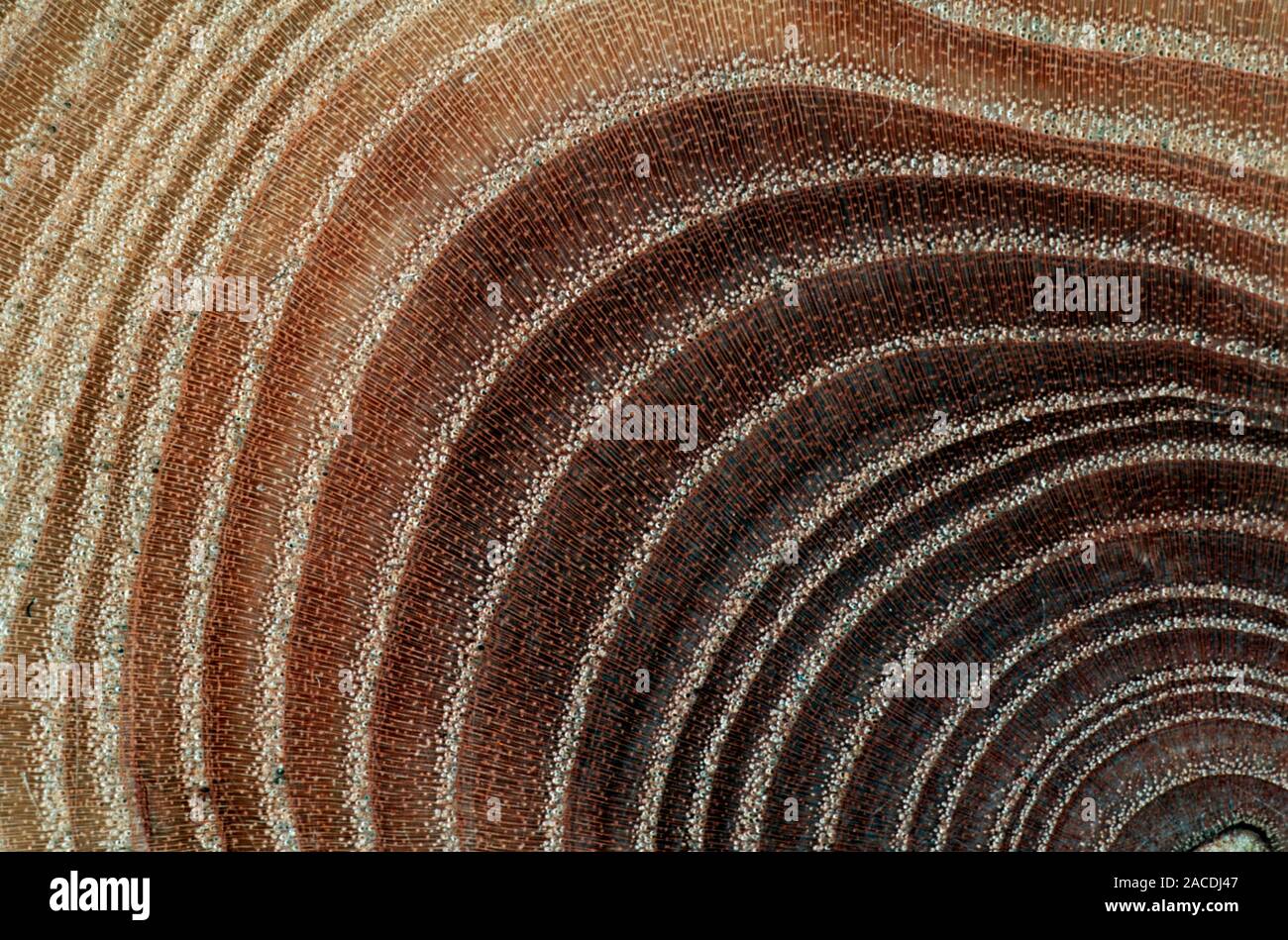 Growth rings of a tree. Cross-section through a tree trunk showing ...