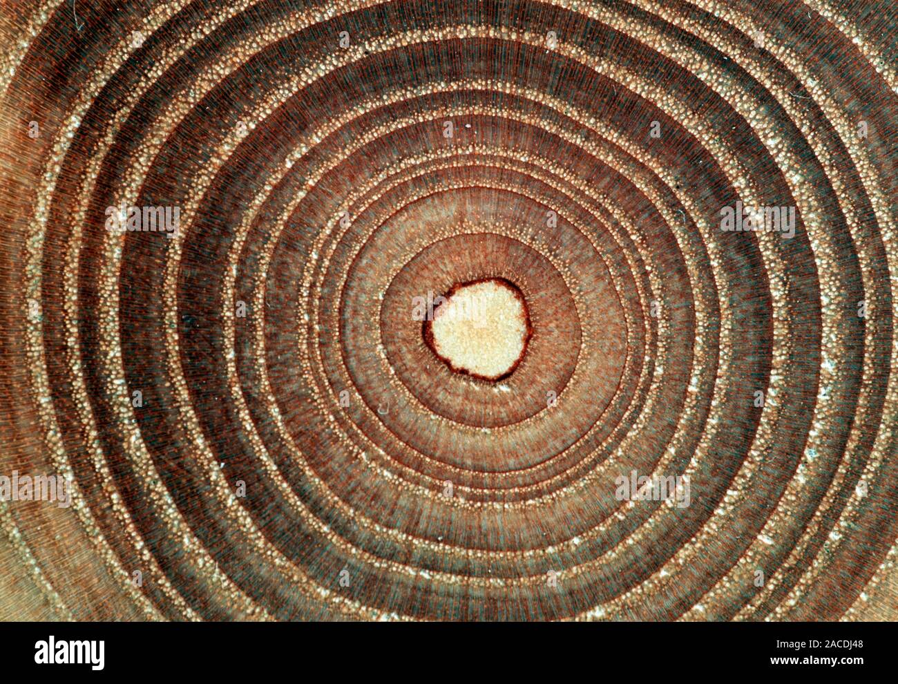 Growth rings of a tree. Cross-section through a tree trunk showing ...
