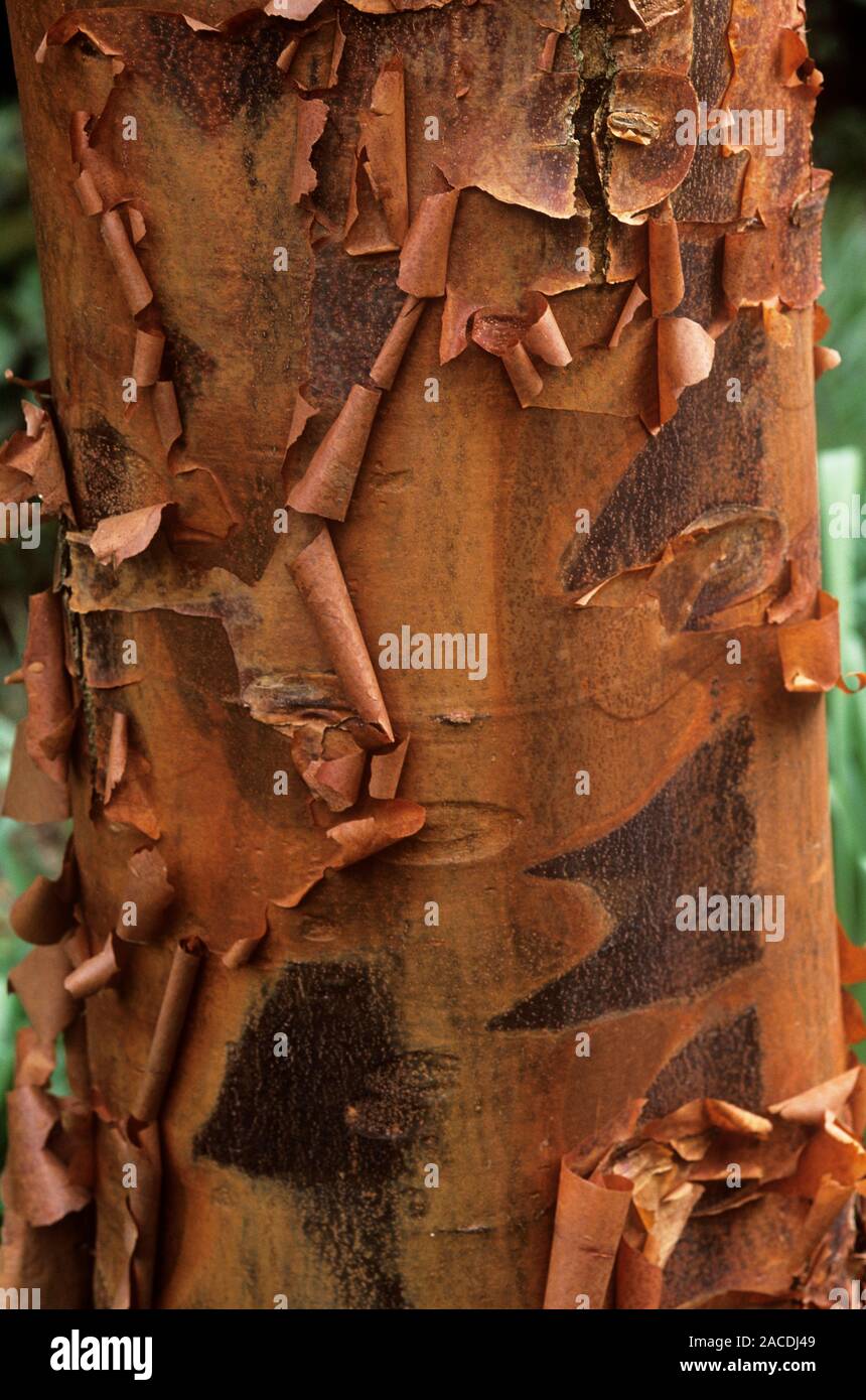 Paperbark maple (Acer griseum) bark Stock Photo - Alamy