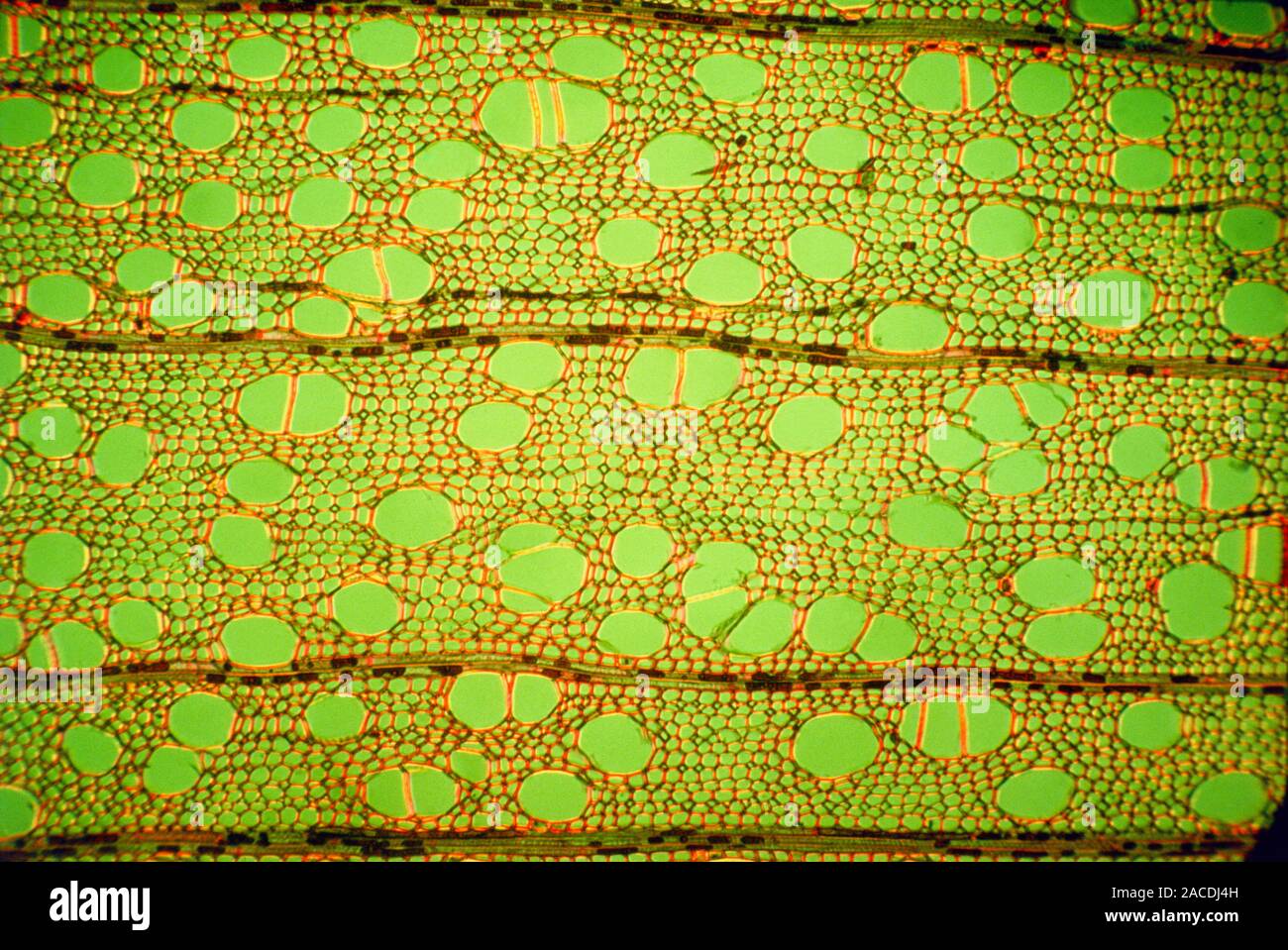 Light micrograph of a cross-section through a piece of maple wood ...
