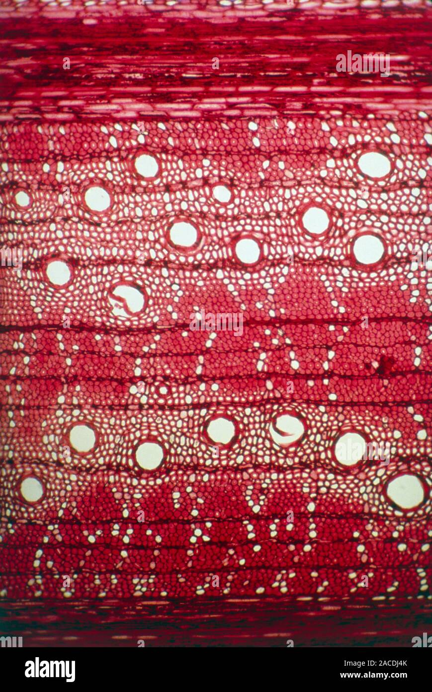Photomicrograph of cross-section of White Oak Tree wood (Quercus alba ...