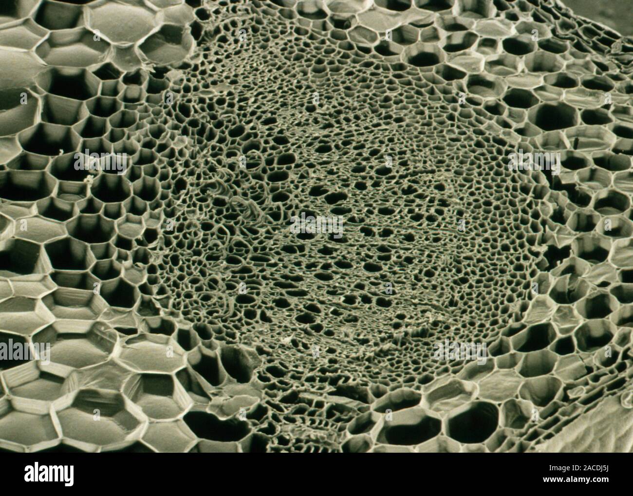 Scanning electron micrograph of a cross section through a white dead ...