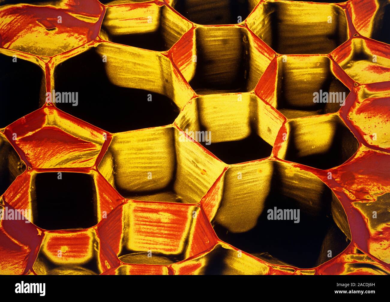 Flase colour scanning electron micrograph of a cross section through a ...