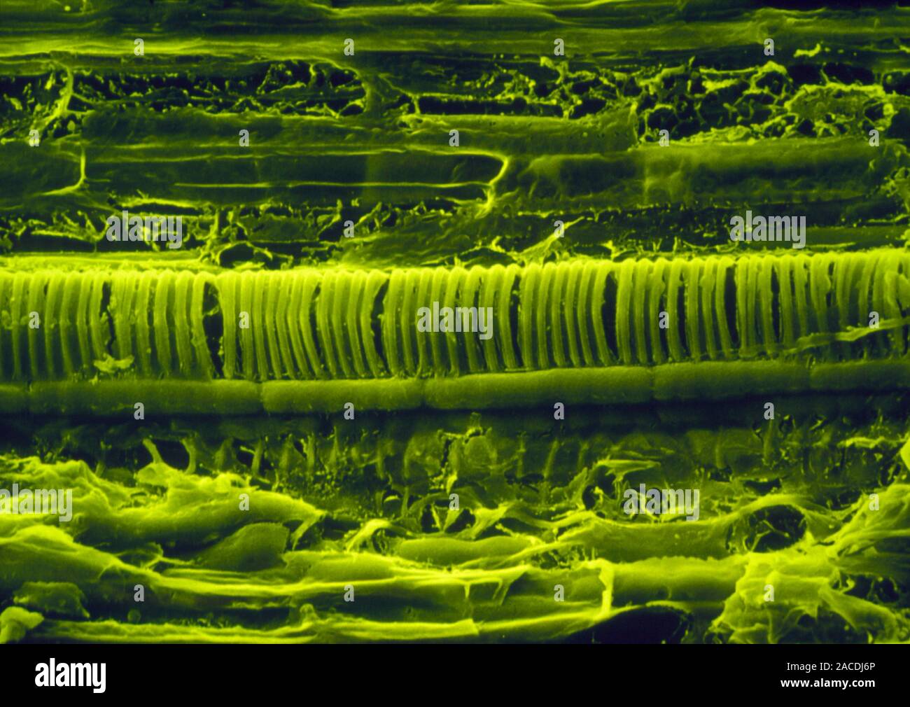 False colour scanning electron micrograph of a longitudinal section ...