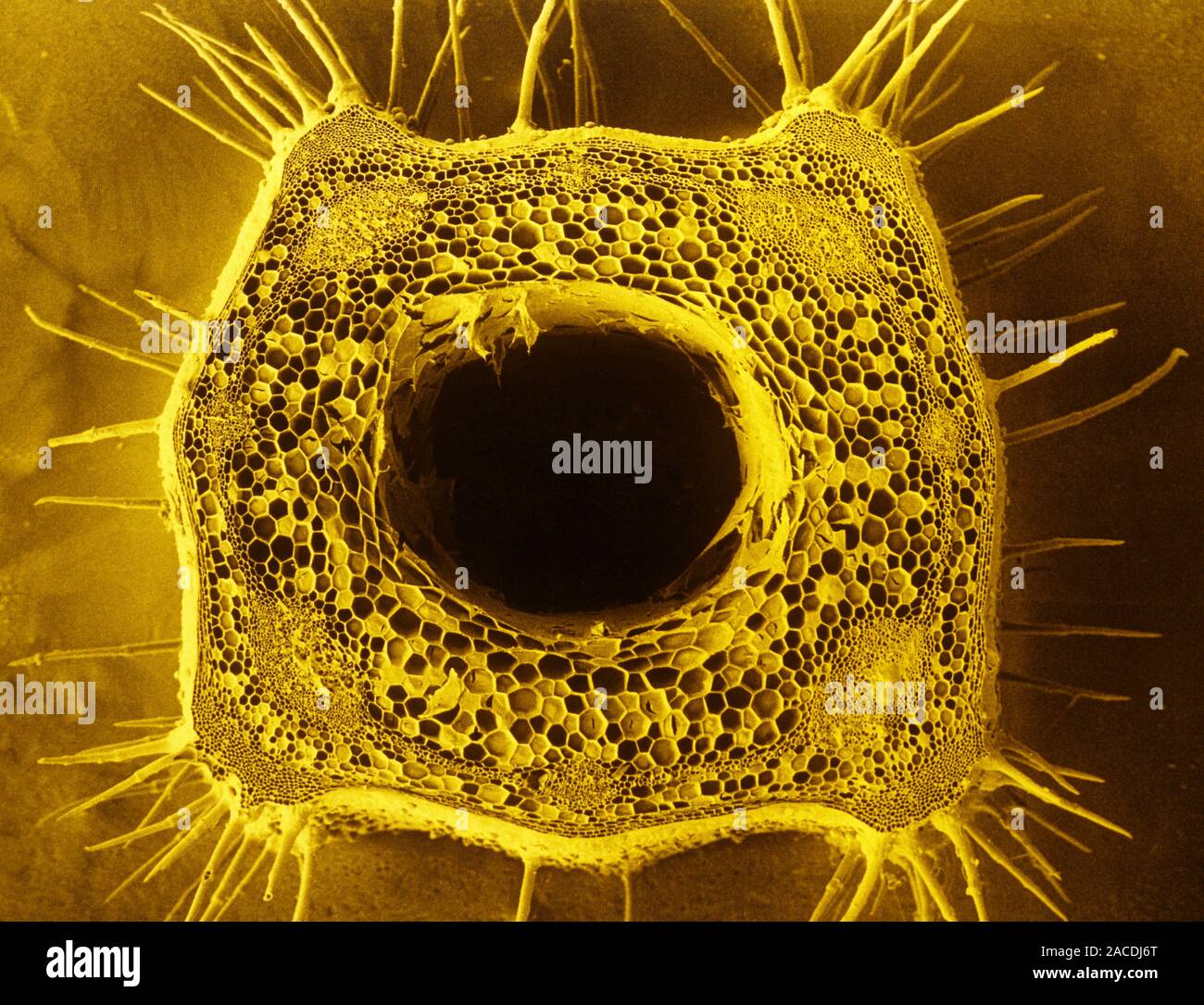 False-colour scanning electron micrograph of a cut stem of the white ...