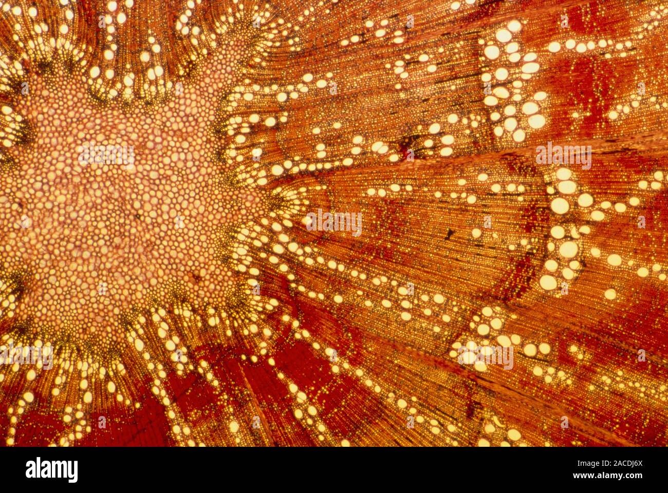 Light micrograph of a transverse section of the stem of an oak tree ...