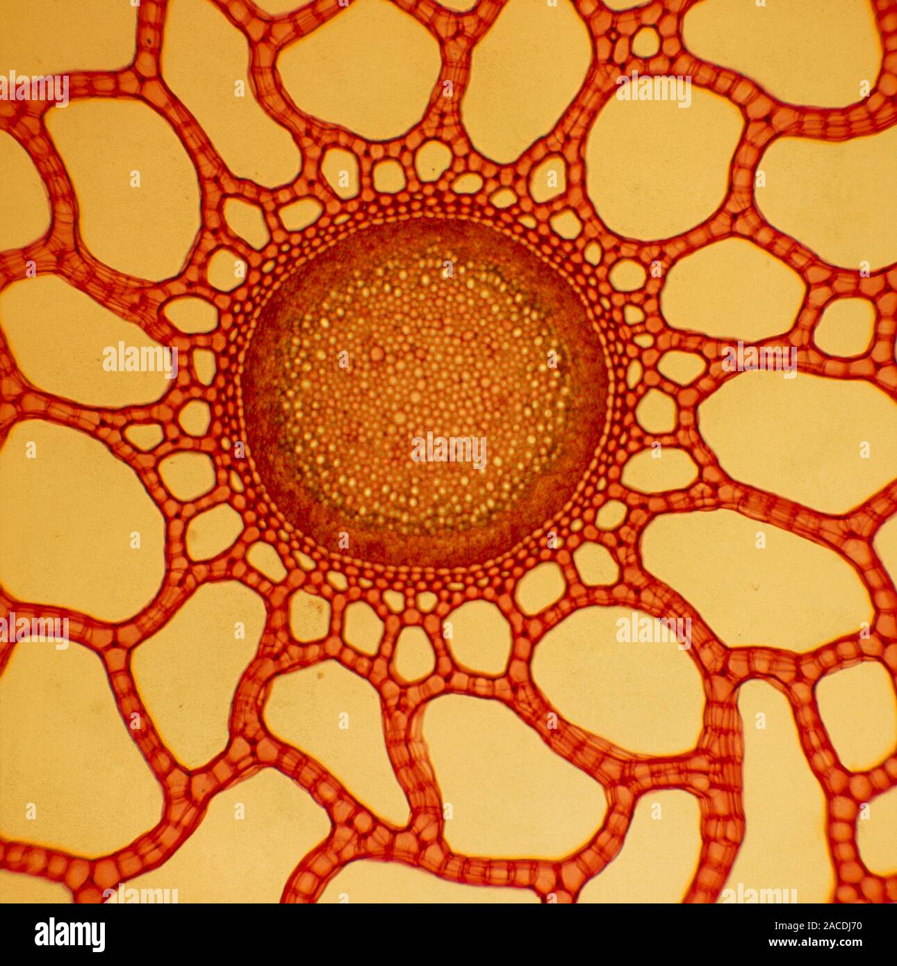 Light micrograph of a transverse section through the stem of a ...