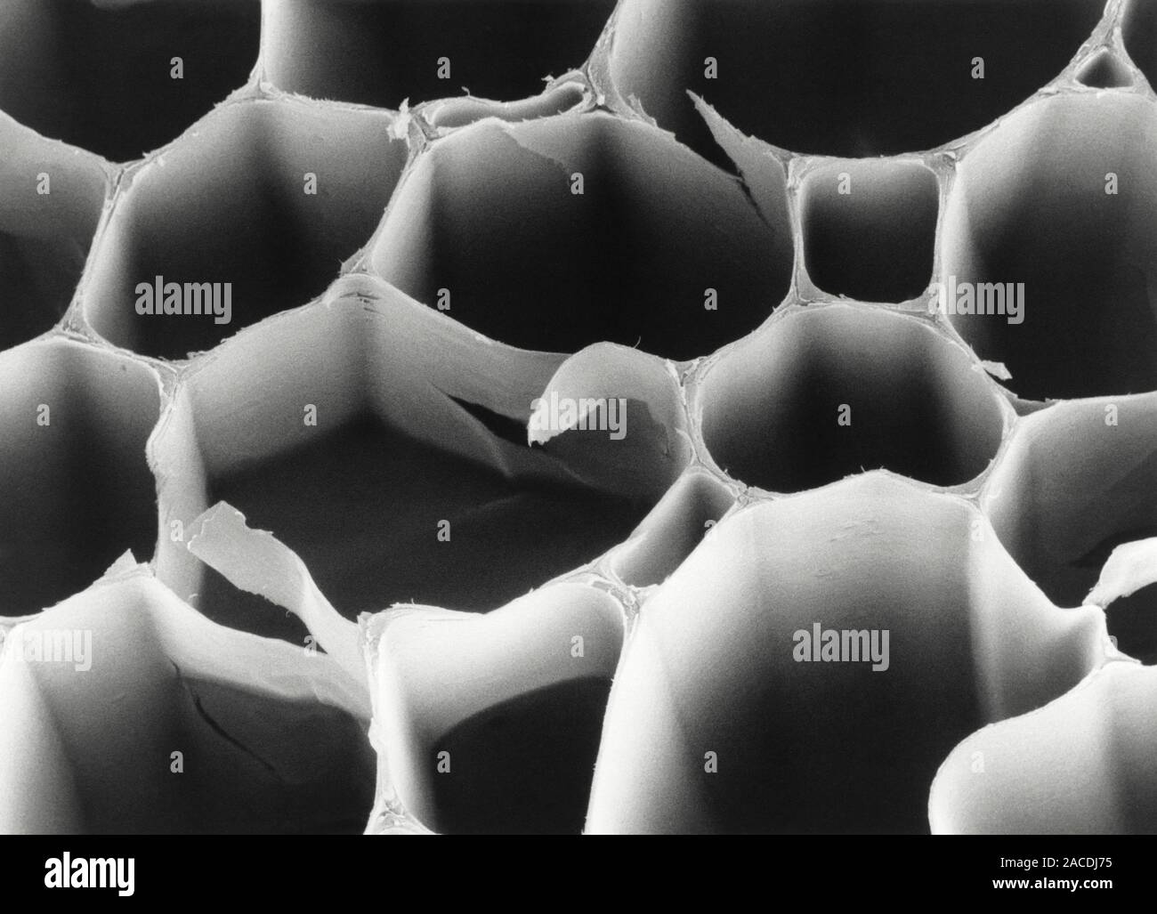Scanning electron micrograph of a horizontal section through a sample ...