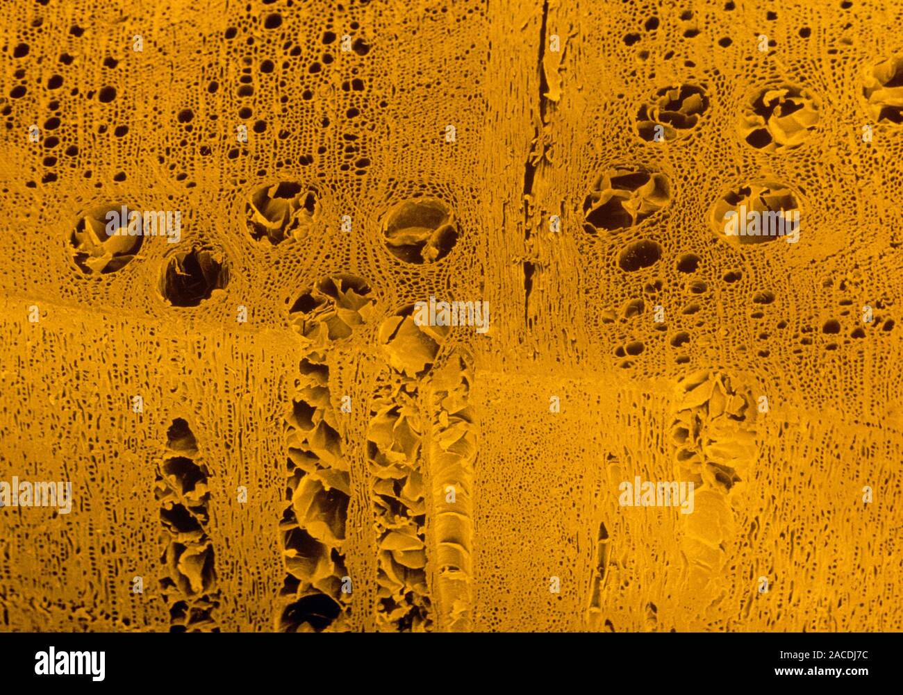 False-colour scanning electron micrograph of oak heartwood, the wood ...