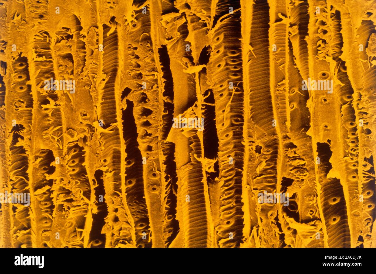 False-colour scanning electron micrograph of a vertical section through ...
