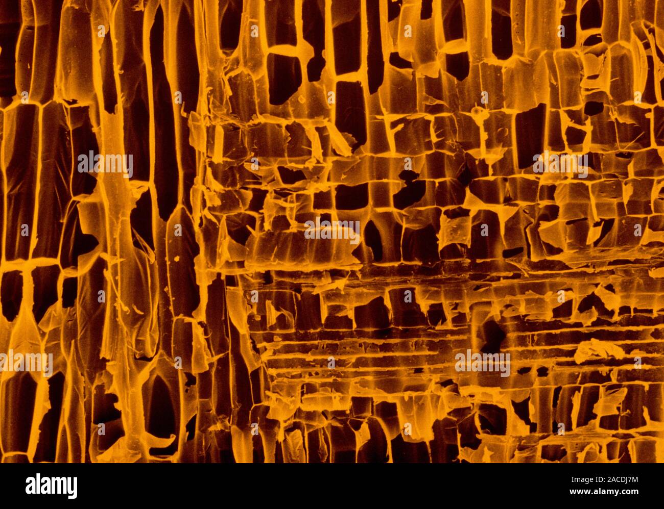 False-colour scanning electron micrograph of a vertical section through ...