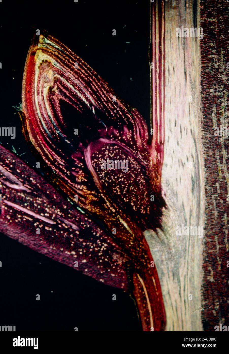 Light micrograph of a longitudinal section through an axillary bud on ...