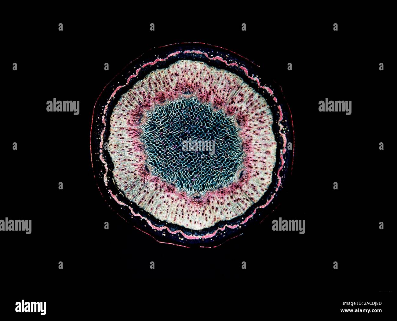 Light micrograph of a transverse section through a young sycamore stem ...